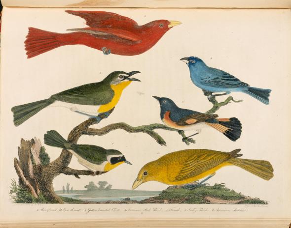 Julie Zickefoose on Blogspot: John James Audubon and Me