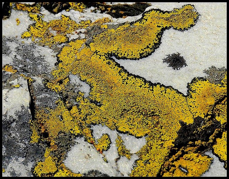 Nicouimages: Dessin de roche