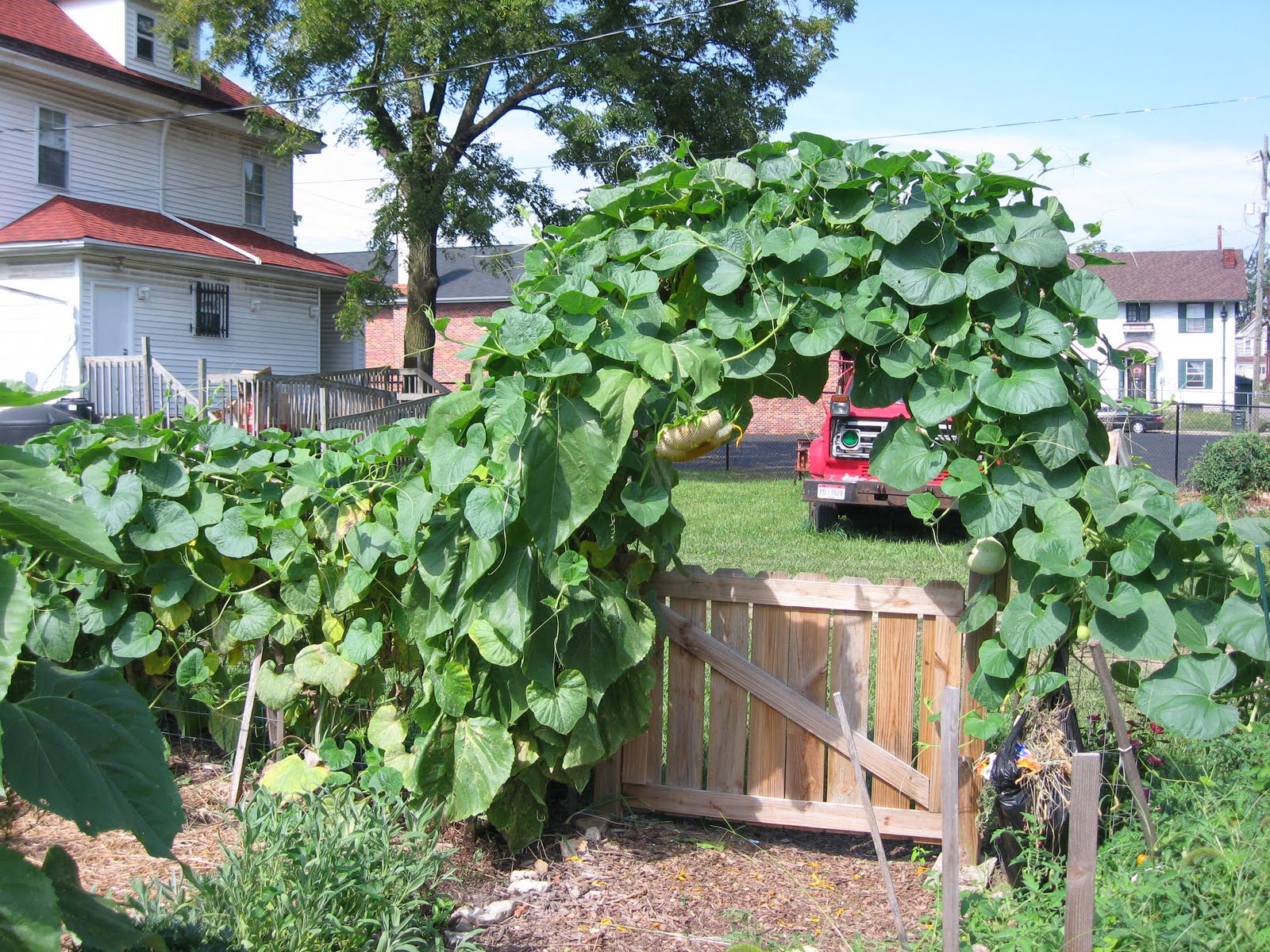Stoddart Avenue Community Garden: Birdhouse Gourds and Open Fire Pit ...