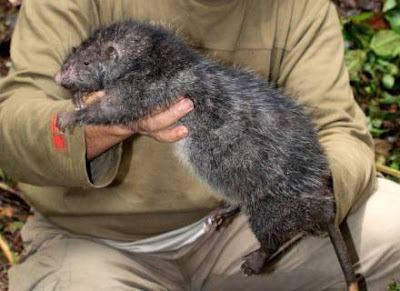 Carandirú do Cosmos: MEU NOME É GABIRÚ.