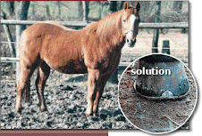 HoofGrid Solutions