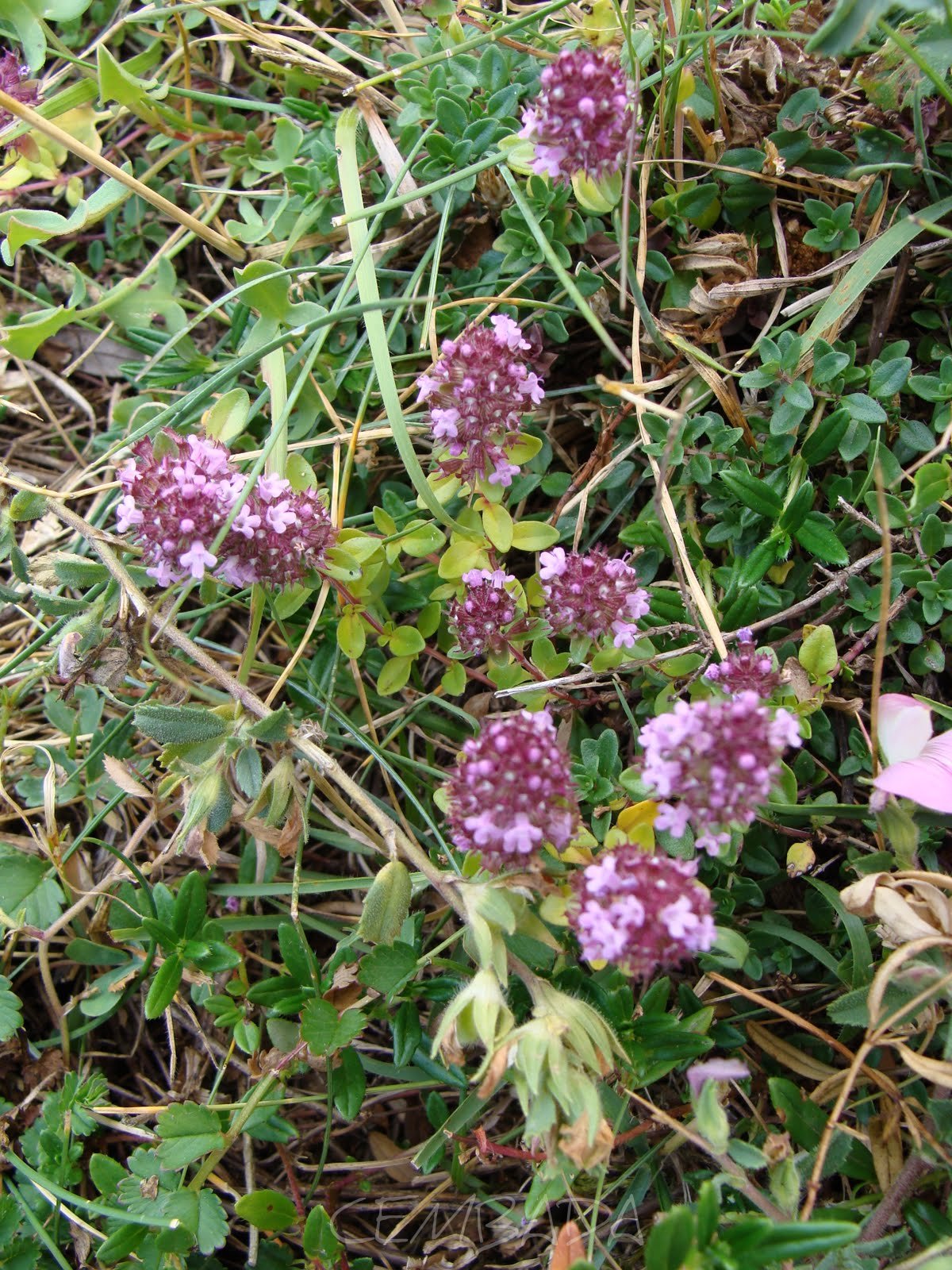 'SAGADAL': POLEO, TÉ DE CAMPO