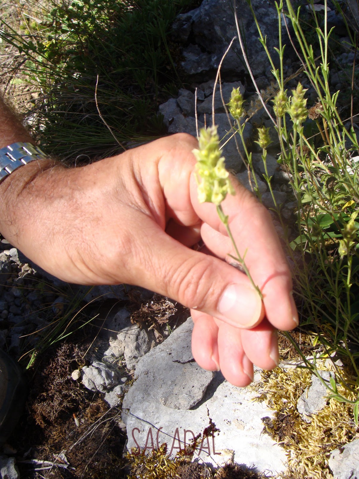 'SAGADAL': TE DE MONTE O DE ROCA.