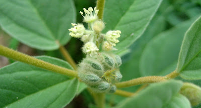 Ondine's Curse: goat weed