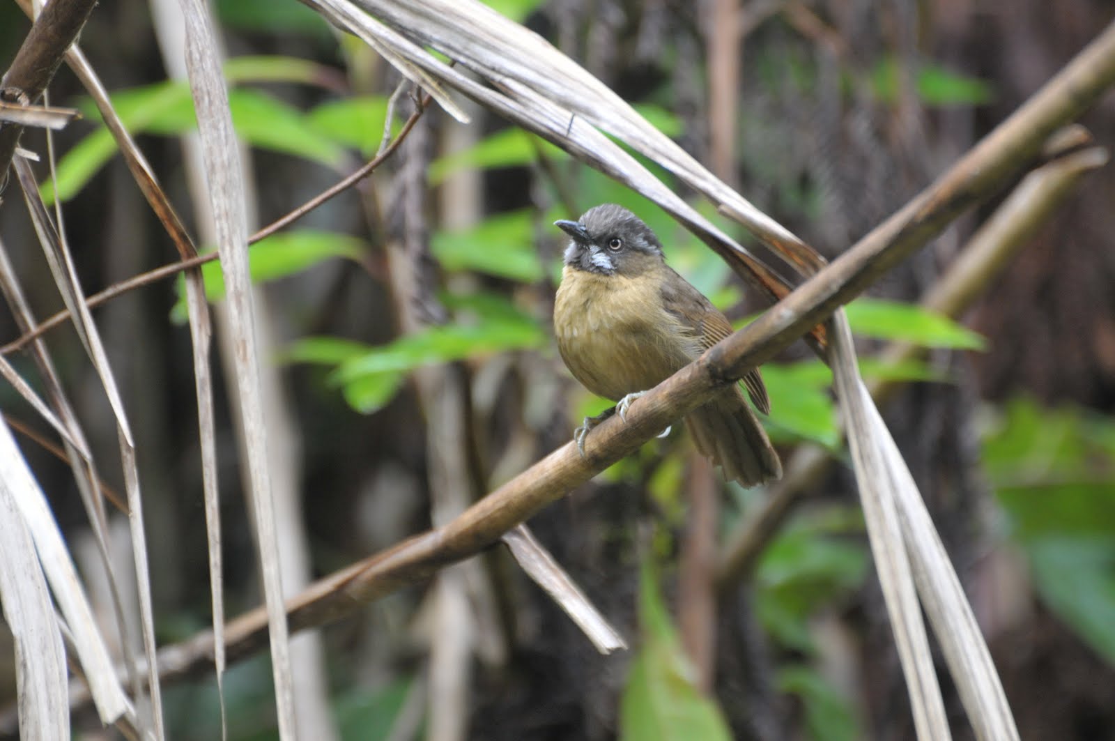 Denis Degullacion | Birding | Digiscoping | Photography |: September ...