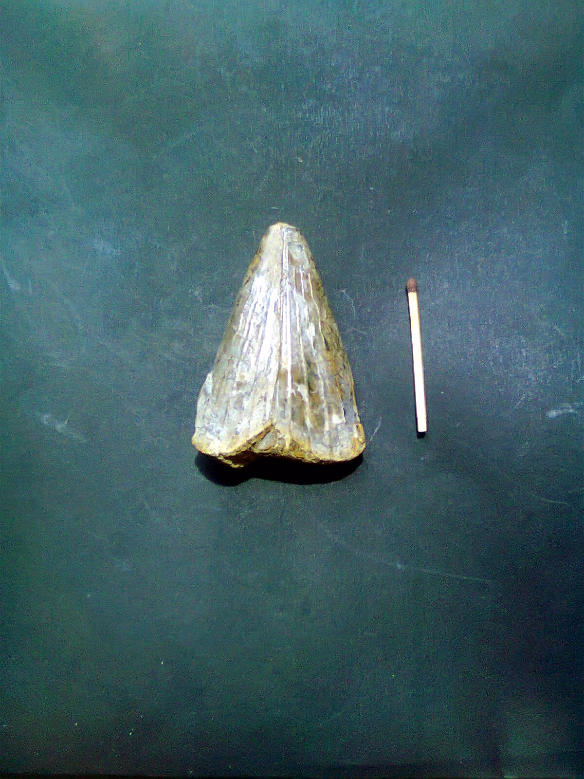 Van Dermol Antiqua: Fosil Gigi Ikan Hiu