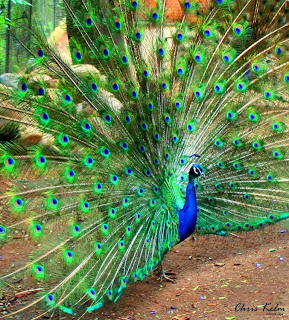 Salvadores do Mundo: Pavão Azul