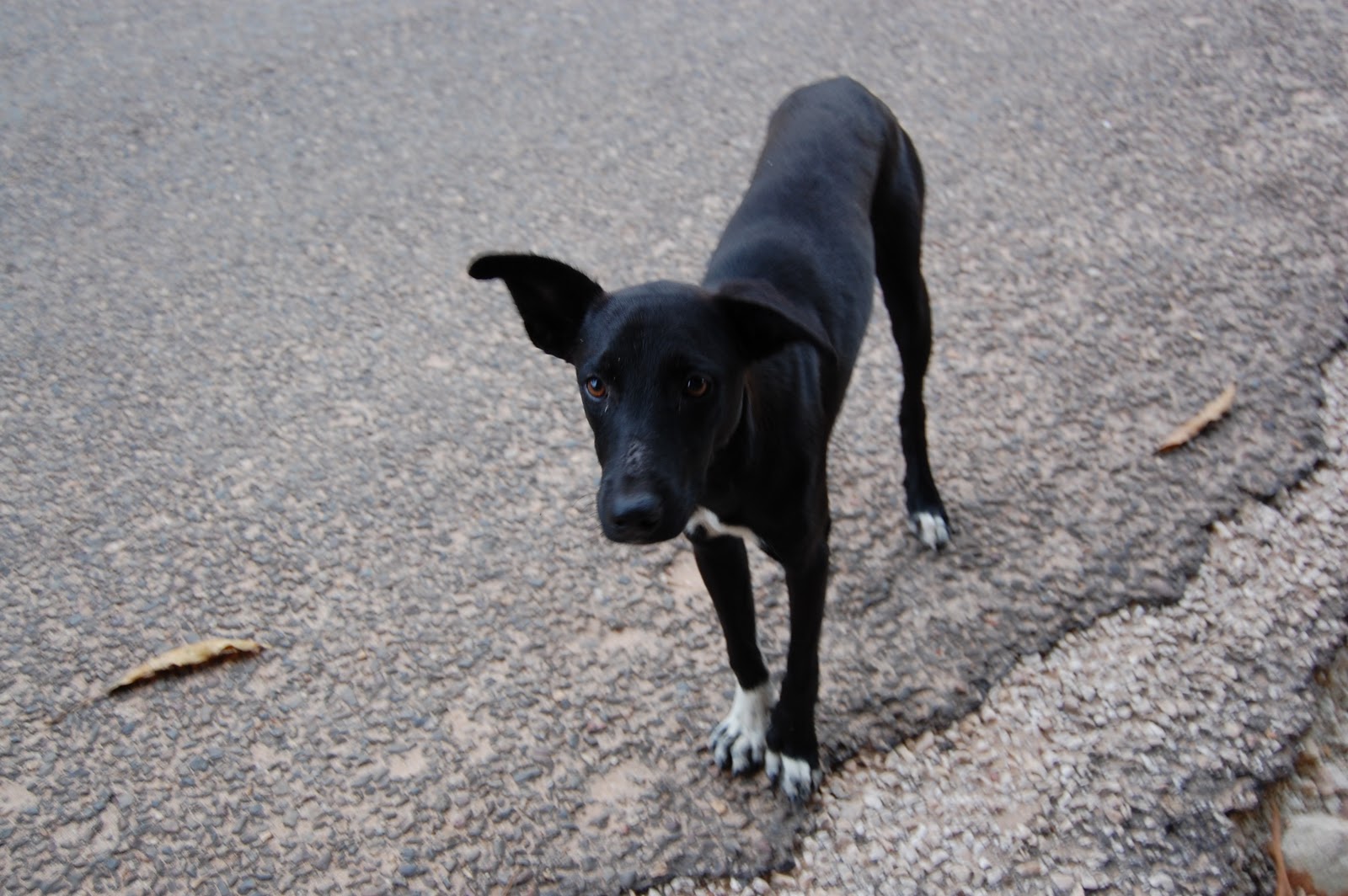 Belize 2010: The Critters of Belize