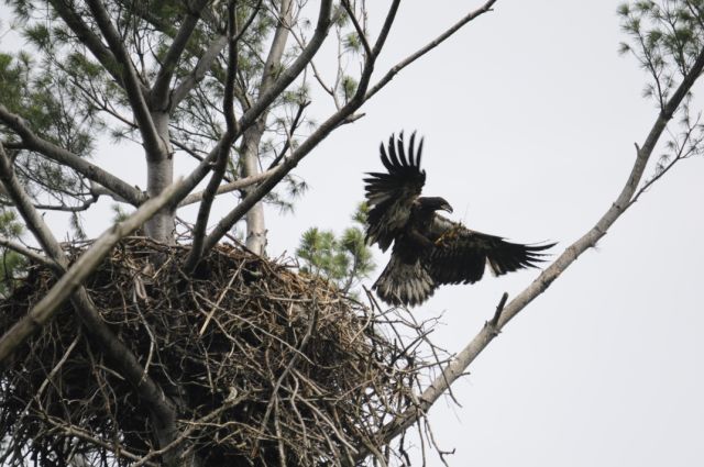 Recent Sightings: Eaglettes by Don Neumann
