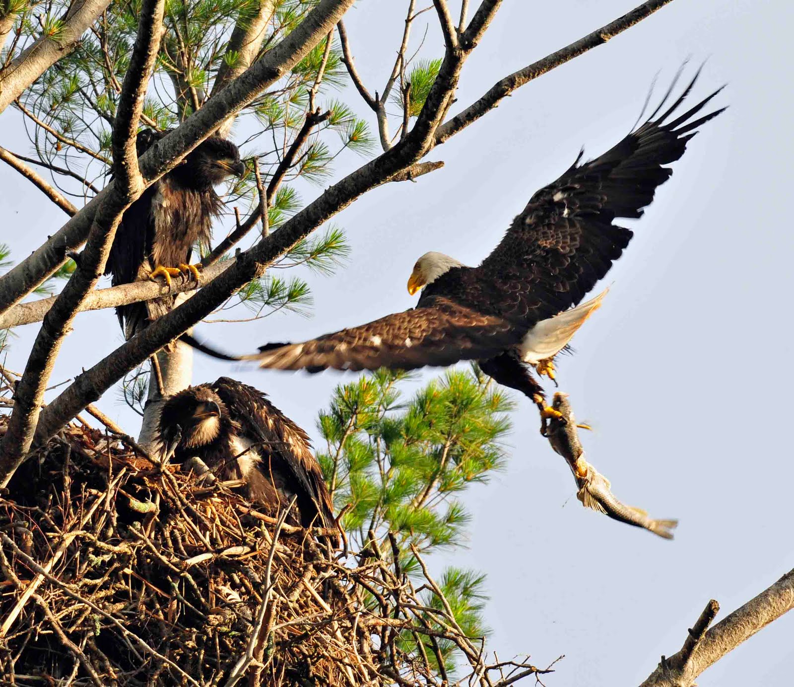 Recent Sightings: Eaglettes by Don Neumann