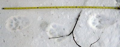 EVERYTHING ABOUT CANADIAN LYNX