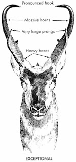 Everything About Antelope: FIELD JUDGING ANTELOPE