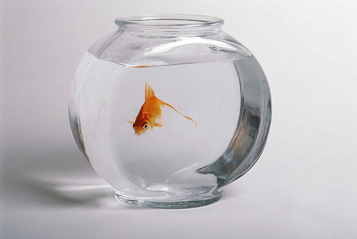 view from the thirteenth floor: the world's biggest fish bowl