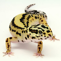.: Gecko Leopard(Eublepharis macularius)