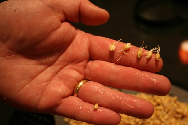 The Brown Book: Home Malting; Making a 12 Pound Batch of Malt in the ...