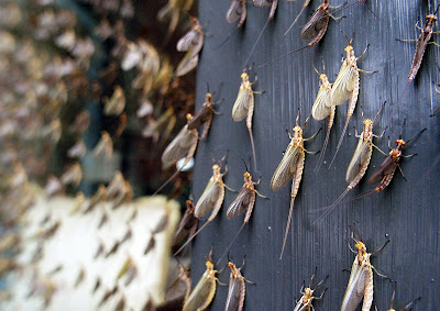 Through the Camera Lens: They're ba-ack! Mayflies invade Lake Erie ...