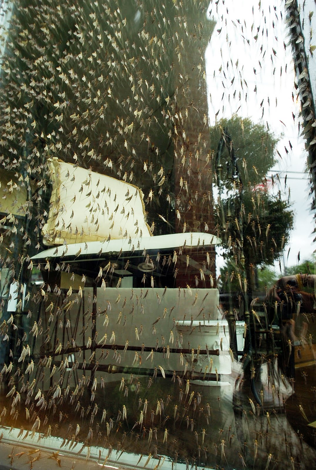 Through the Camera Lens: They're ba-ack! Mayflies invade Lake Erie ...