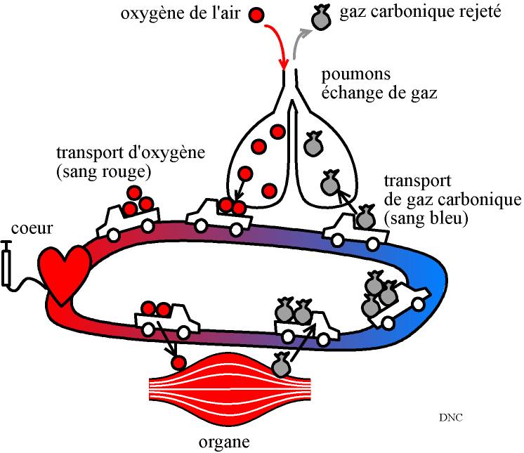 Introduction à la physiologie cardiaque ~ Sciences Et vie