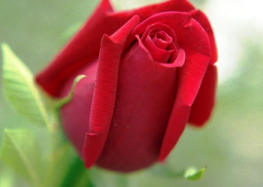 Ewallpics: 30 Beautiful Red And Blue Rose Flower Wallpapers Upto 1920x1200