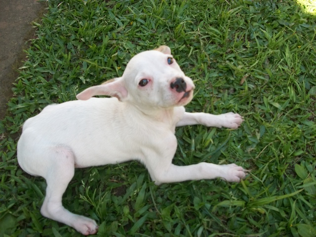 Adote, Não Compre!: ADOTADA em outubro/2010!!! Pitty, filhote mestiça ...