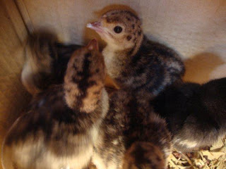 Mi corralito: pavito pavito