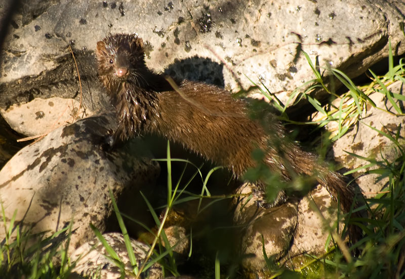 Calamones de la isla: INVASORES I : EL VISÓN AMERICANO (Mustela vison)