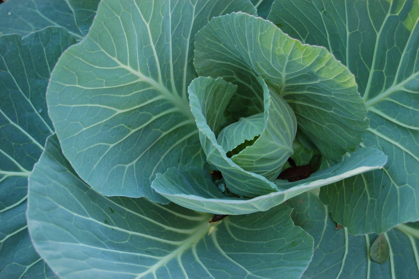 Zdrowy Badyl: Kapusta na zdrowie od dawna