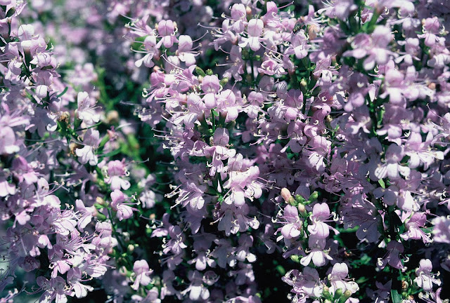 Native Florida Wildflowers: Lakela's Balm - Dicerandra immaculata