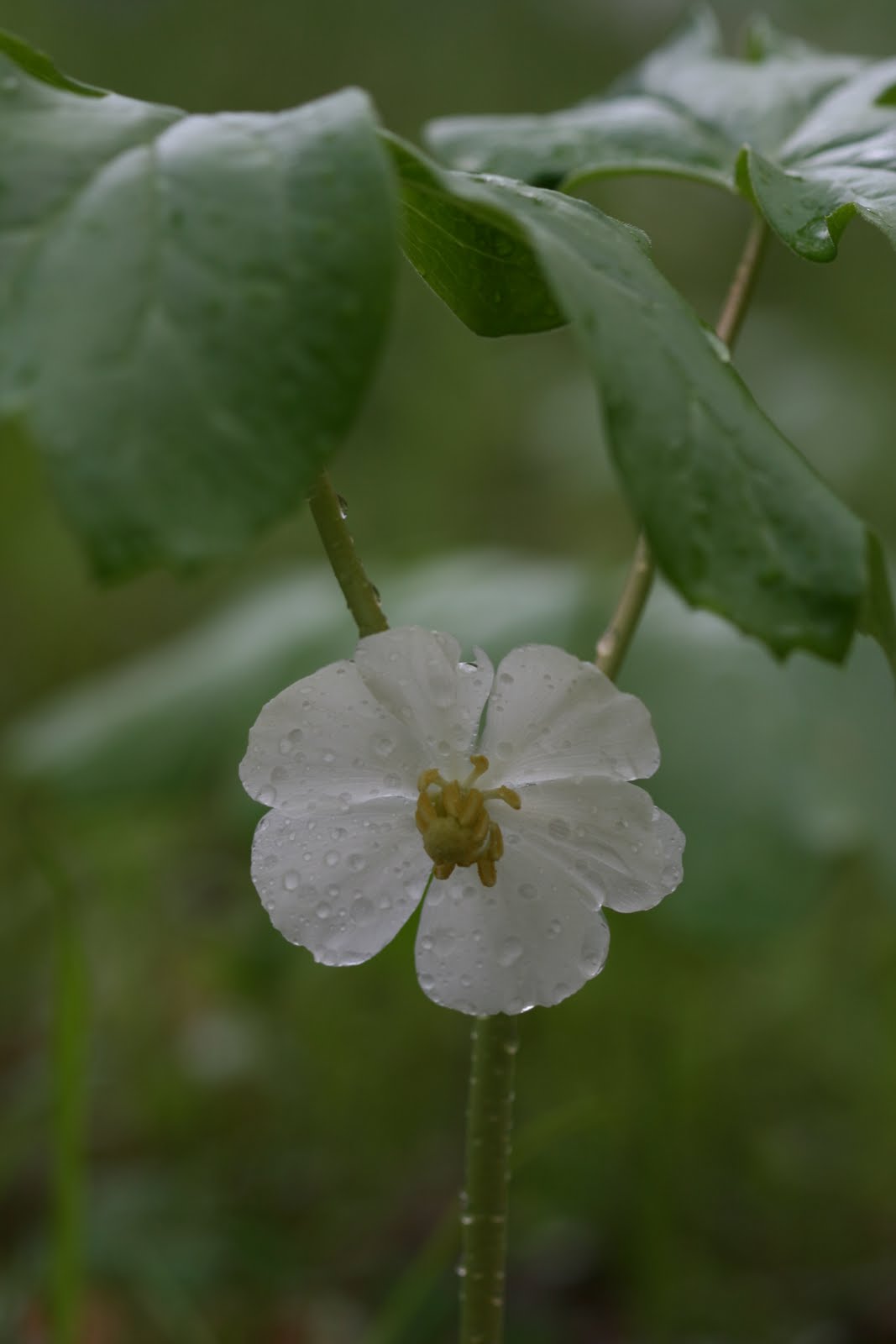 Native Florida Wildflowers: Mayapple - Podophyllum peltatum