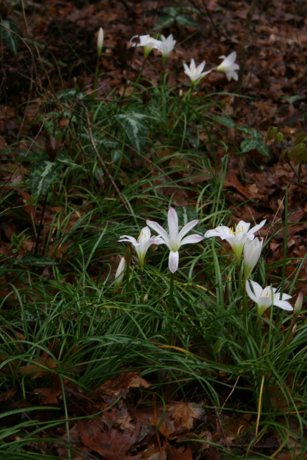 Native Florida Wildflowers: Atamasco Rain-lily - Zephyranthes atamasca