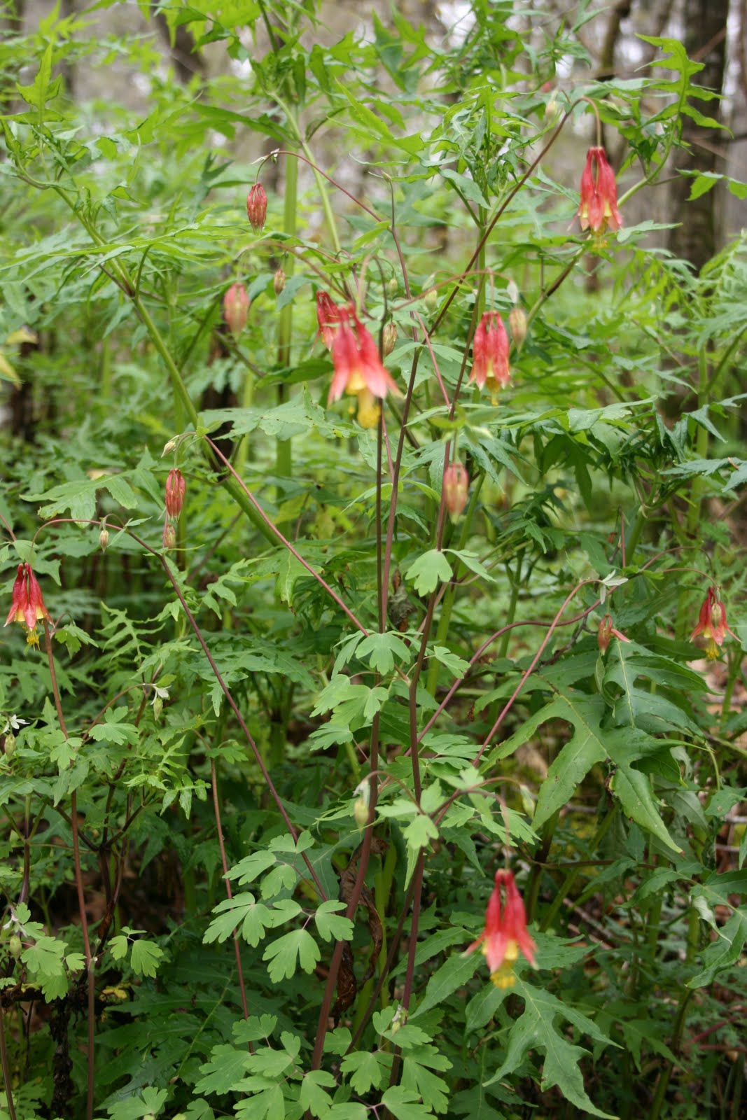 Native Florida Wildflowers: Columbine - Aquilegia canadensis