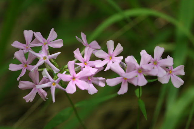 Native Florida Wildflowers: Smooth Phlox - Phlox glaberrima