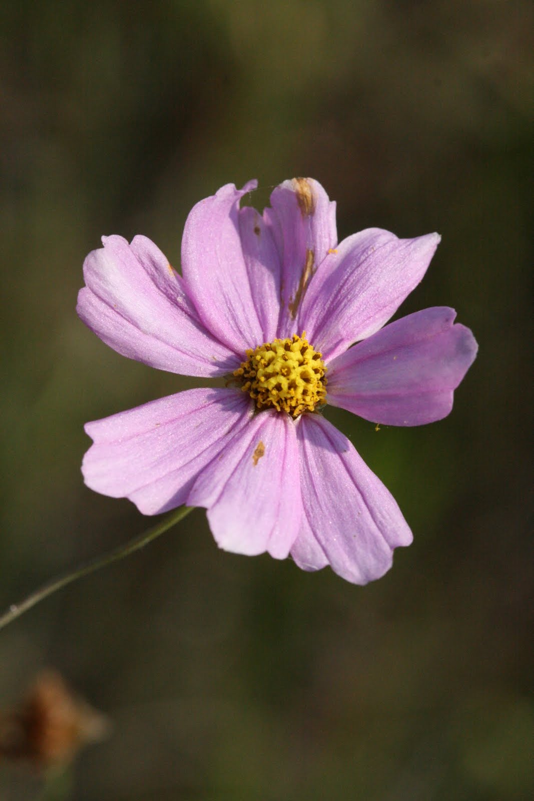 Native Florida Wildflowers: Coreopsis nudata - Georgia tickseed