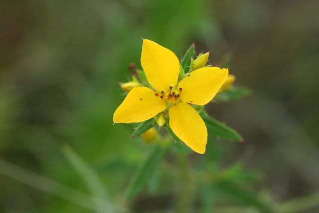 Native Florida Wildflowers: Yellow Meadowbeauty - Rhexia lutea