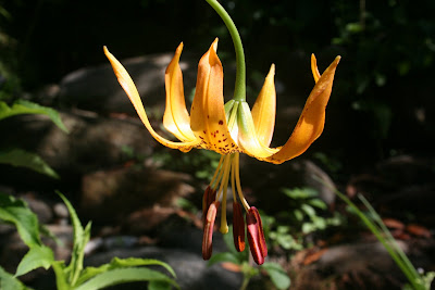 Native Florida Wildflowers: Panhandle lily - Lilium iridollae