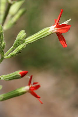 Native Florida Wildflowers: Royal Catchfly - Silene regia
