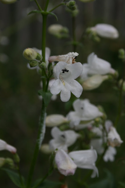 Native Florida Wildflowers: White beardtongue - Penstemon multiflorus