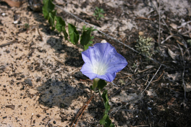 Native Florida Wildflowers: Scrub Morning Glory - Bonamia grandiflora