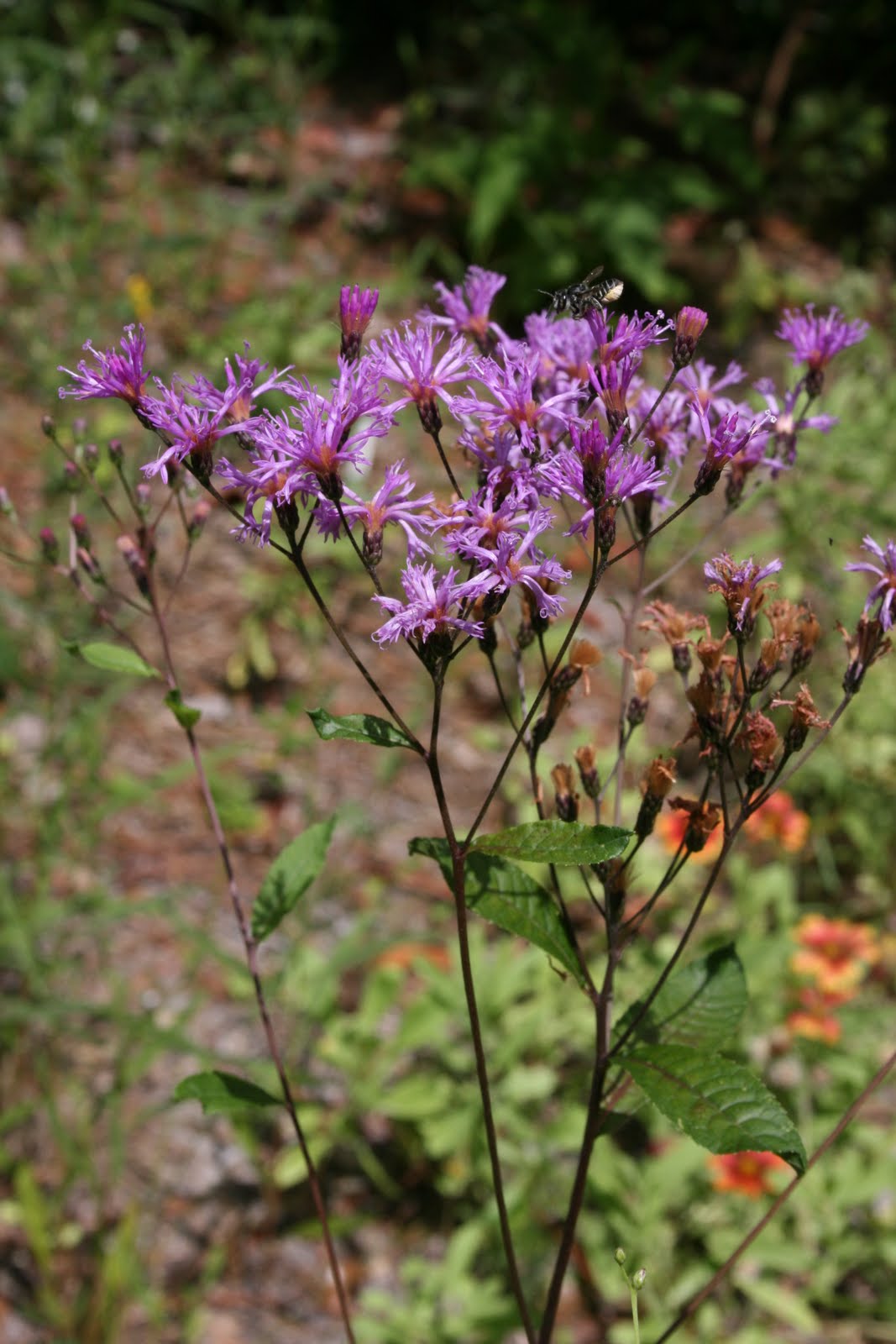 Native Florida Wildflowers: Giant Ironweed - Vernonia gigantea
