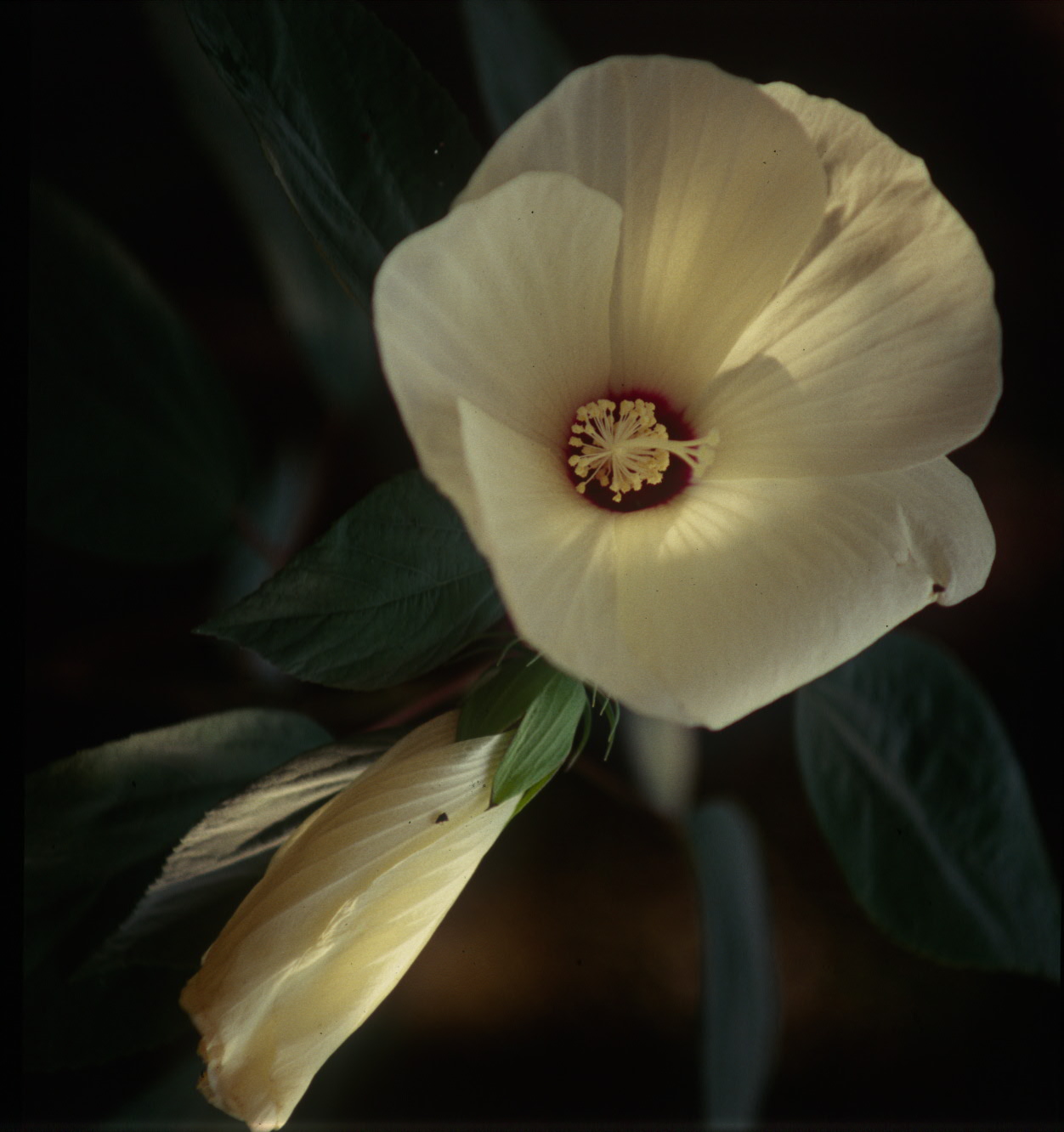 Native Florida Wildflowers: Rose-mallow - Hibiscus moscheutos