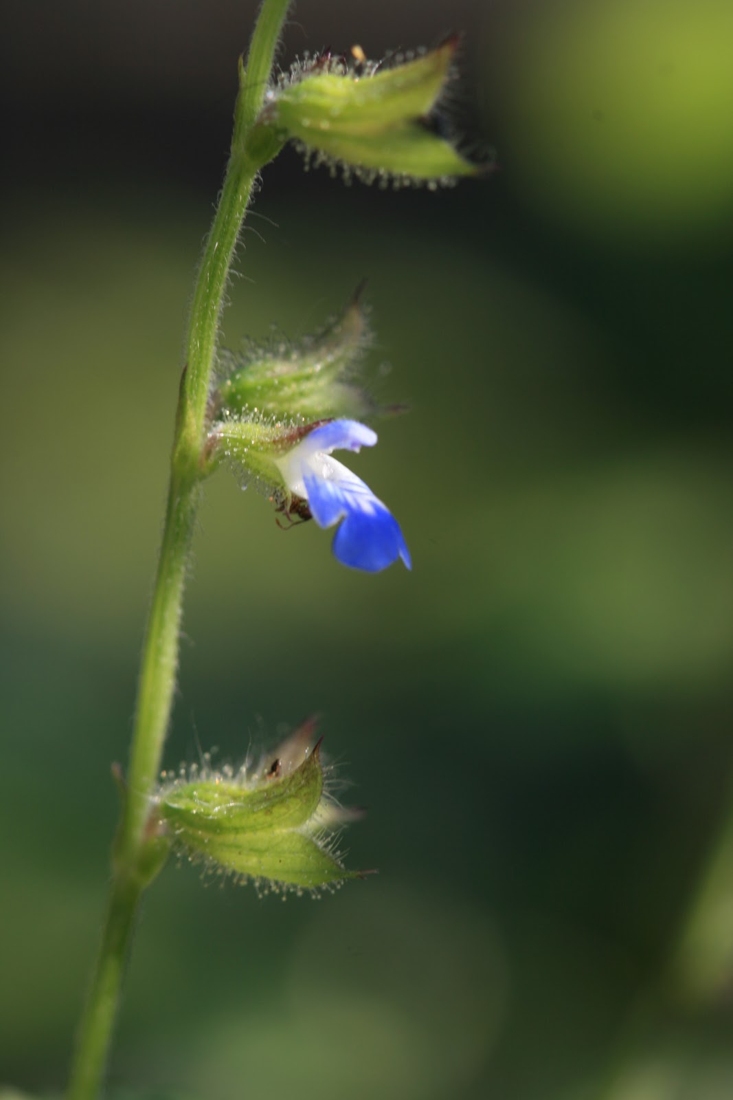 Native Florida Wildflowers: Southern River Sage - Salvia misella (Syn ...