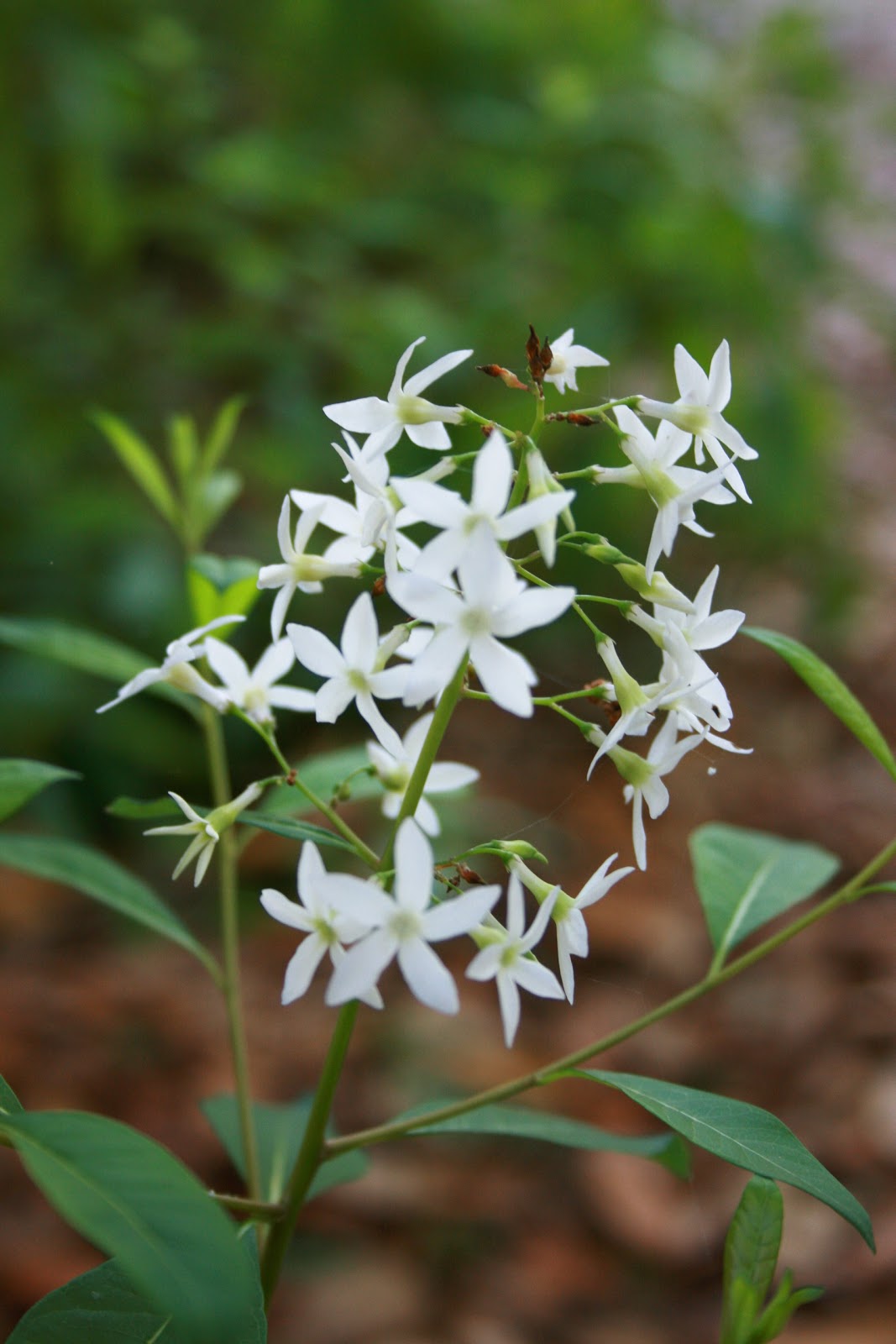 Native Florida Wildflowers: Eastern Bluestar - Amsonia tabernaemontana