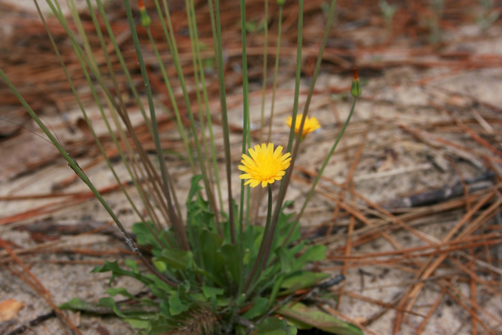 Native Florida Wildflowers: Dwarf Dandelion - Krigia virginica