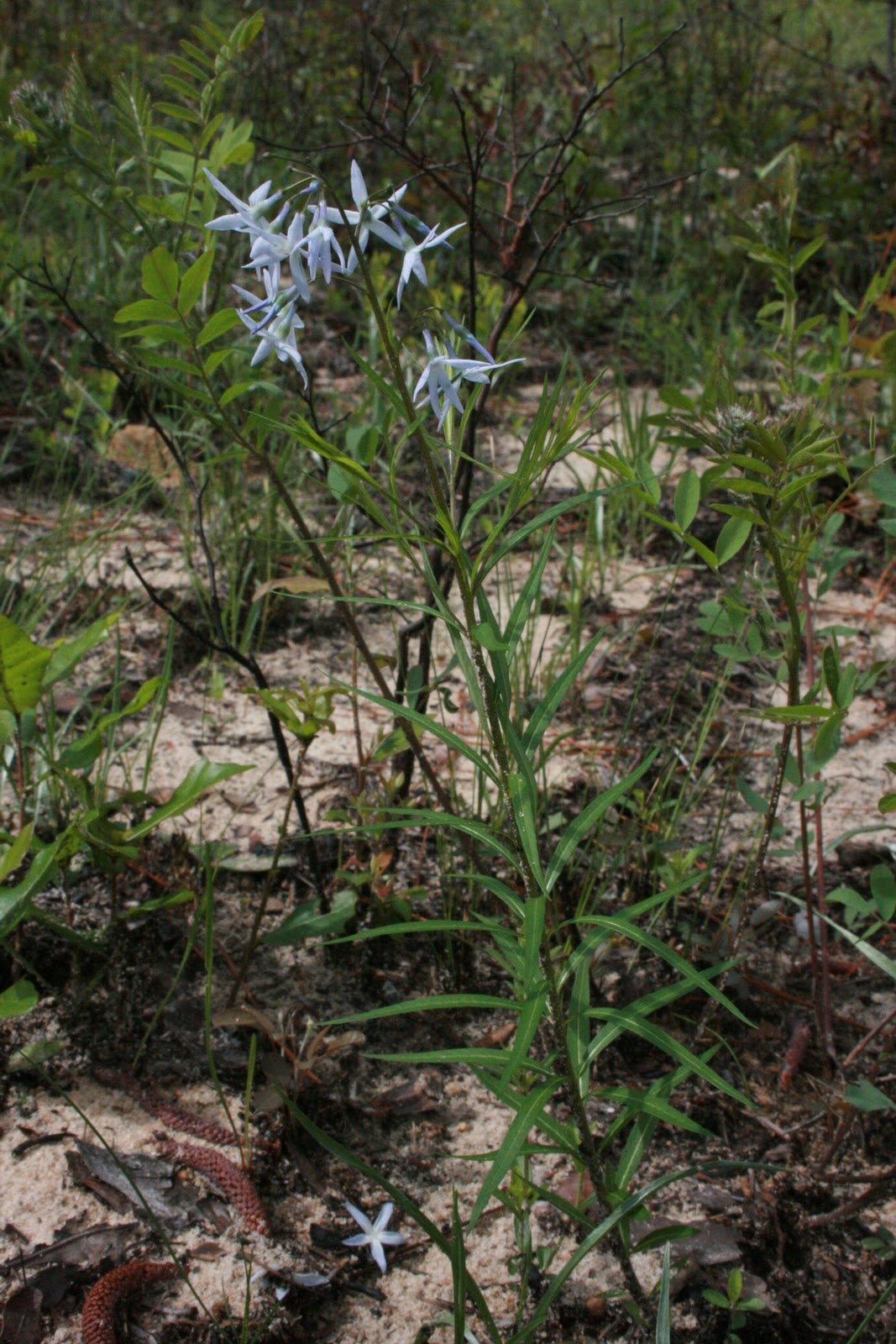 Native Florida Wildflowers: Fringed Bluestar - Amsonia ciliata