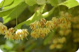 Alimentatie sanatoasa: Efectele benefice ale ceaiului de tei