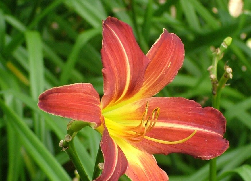 COLTUL CU FLORI: Crinul