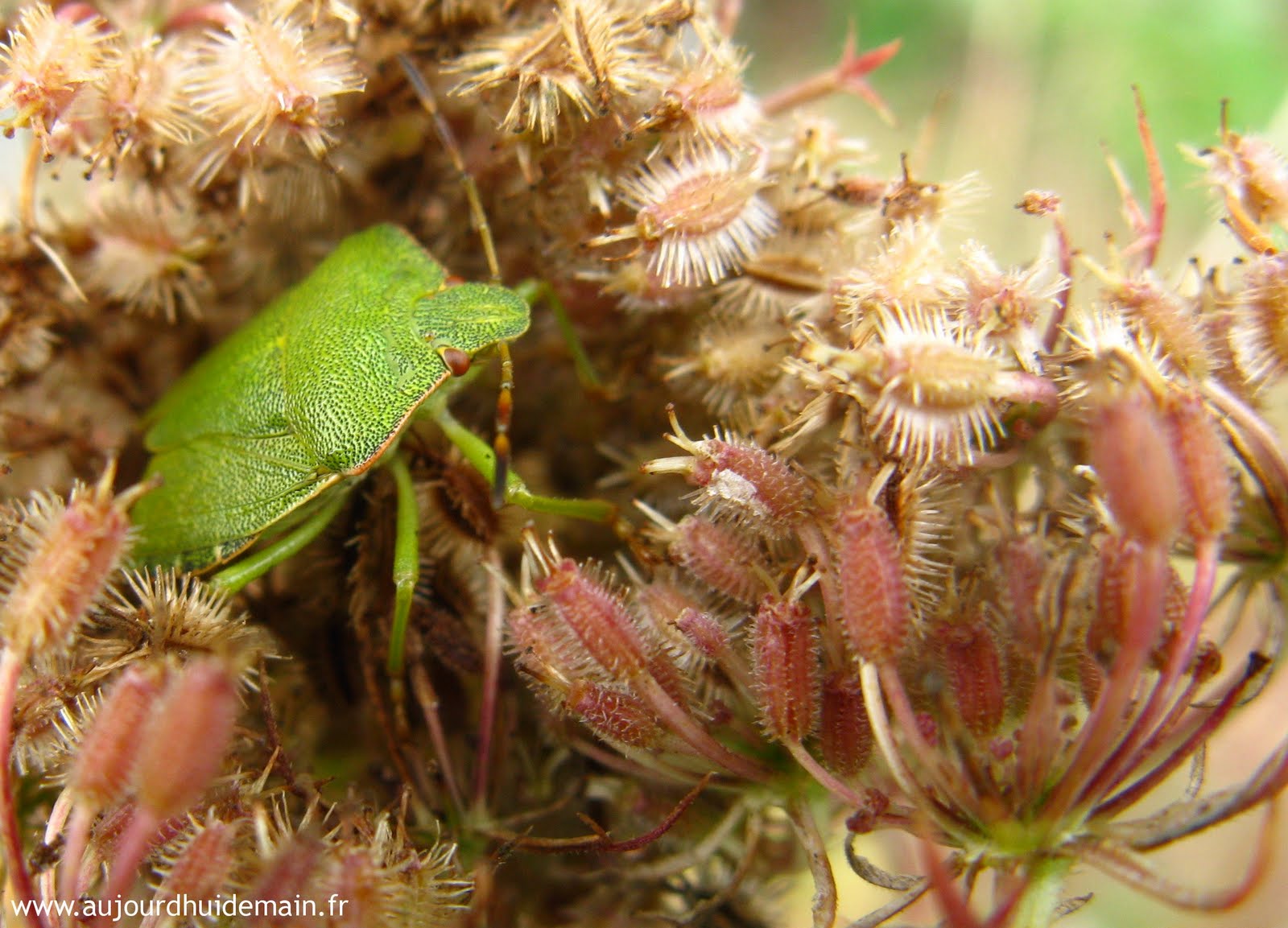Punaise ! ~ Aujourd'hui Demain
