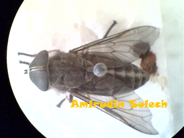 Analis Kesehetan (tugas kuliah): makalah tabanus