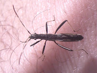 Fotolistado entomológico de Benimamet: Orden Heteroptera