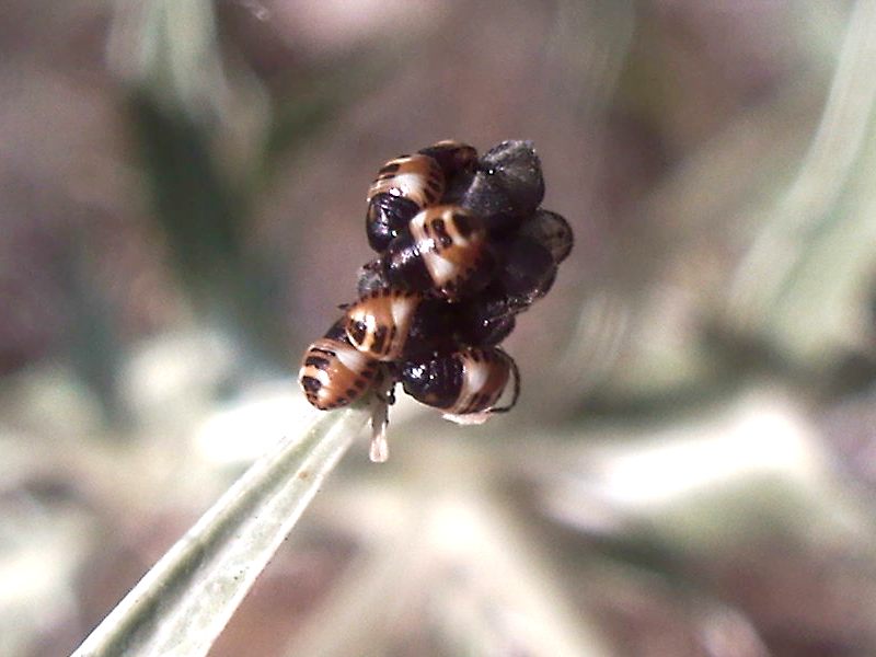 Fotolistado entomológico de Benimamet: Carpocoris (Carpocoris ...